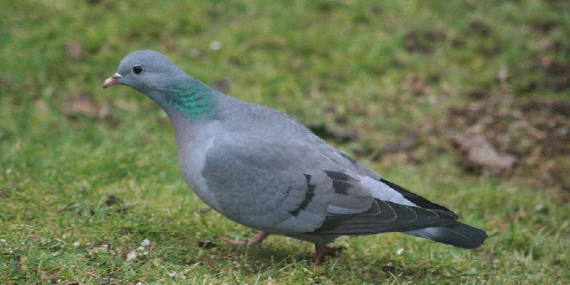 Skogsdue - oppskrift